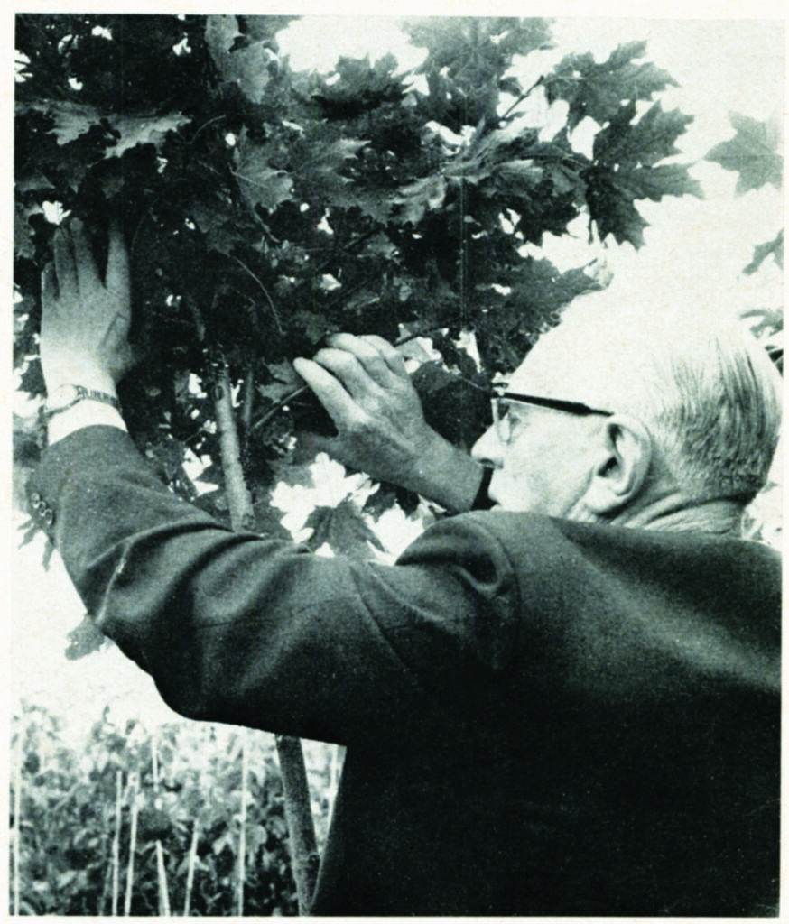 Hillier Current Tree Development - Hillier Trees