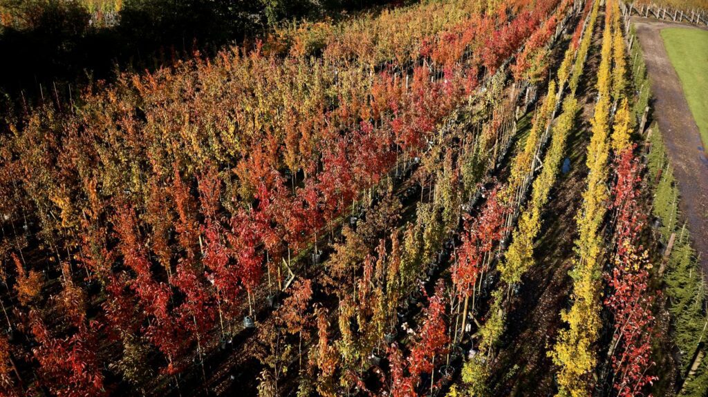 About Us - Hillier Trees