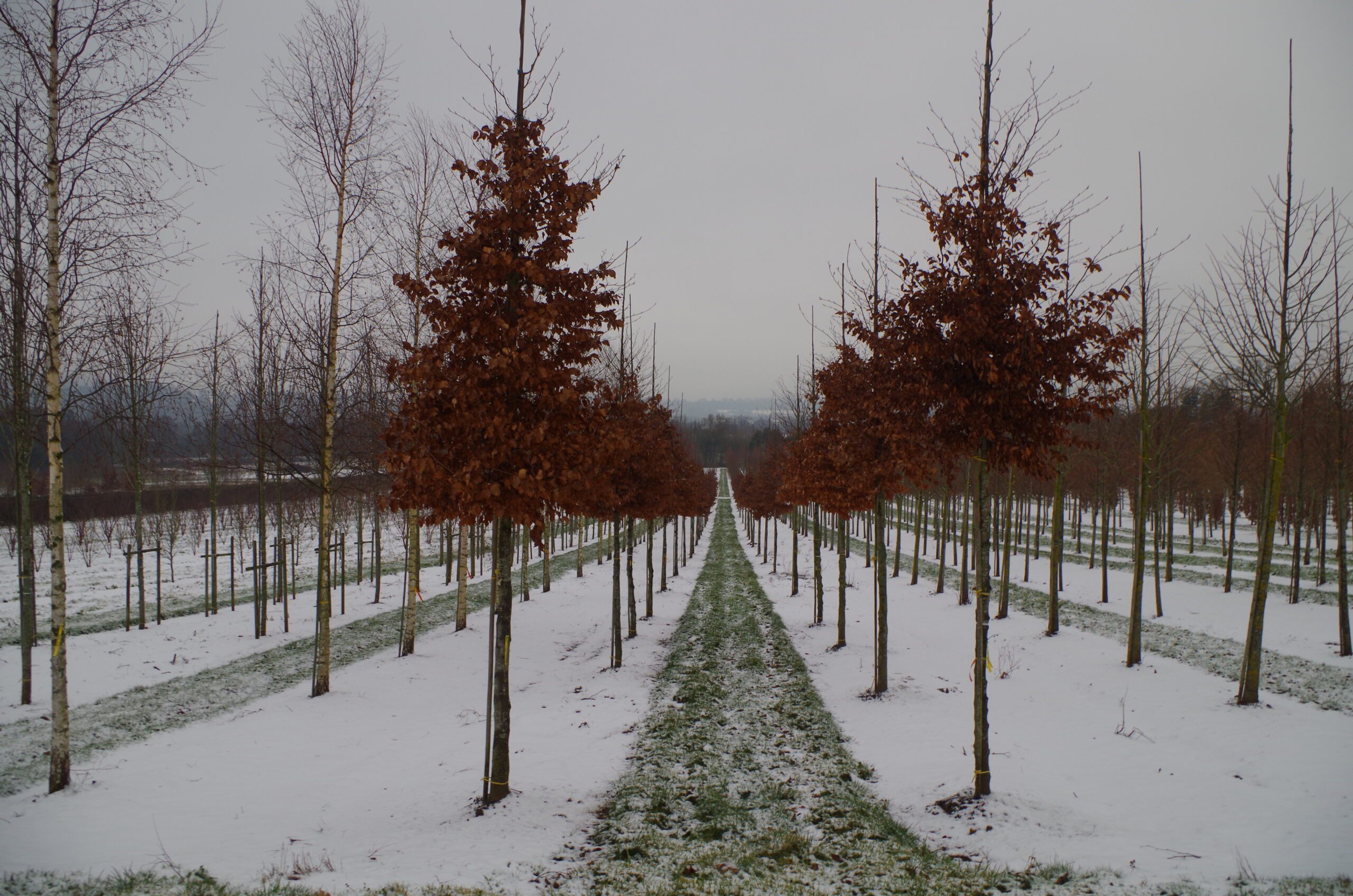 Fagus sylvatica in the snow - Hillier Trees