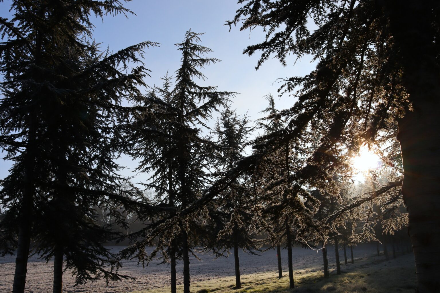 Our Tree Nurseries - Hillier Trees