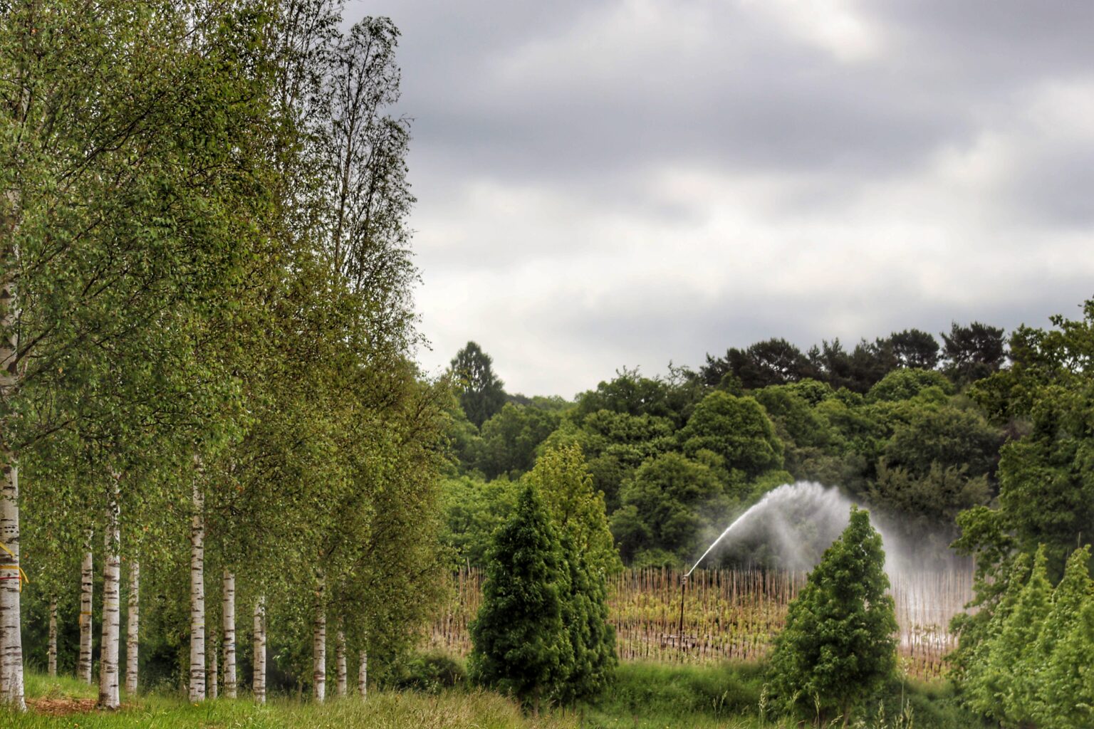 Our Tree Nurseries - Hillier Trees