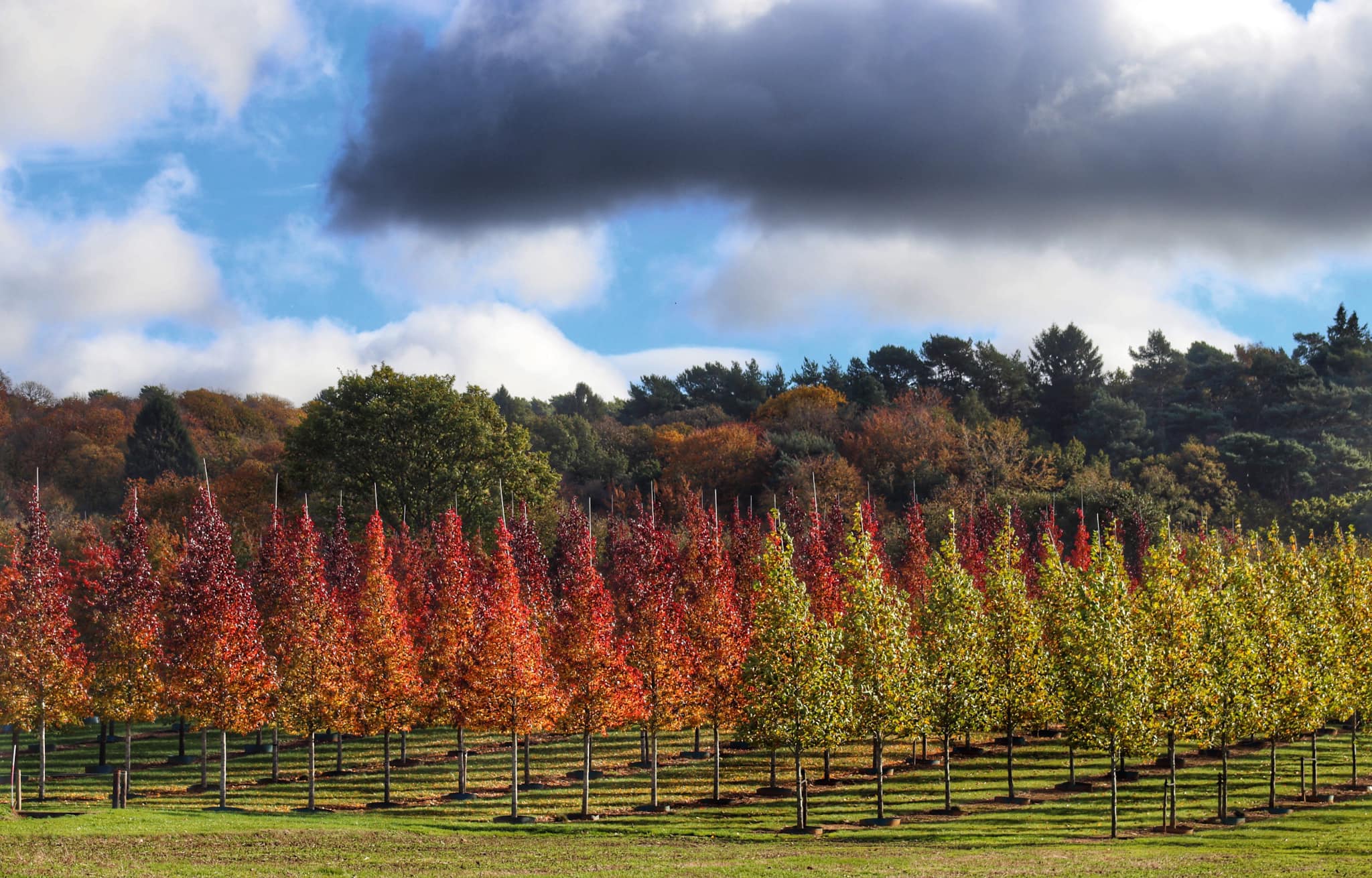 Our Tree Nurseries - Hillier Trees