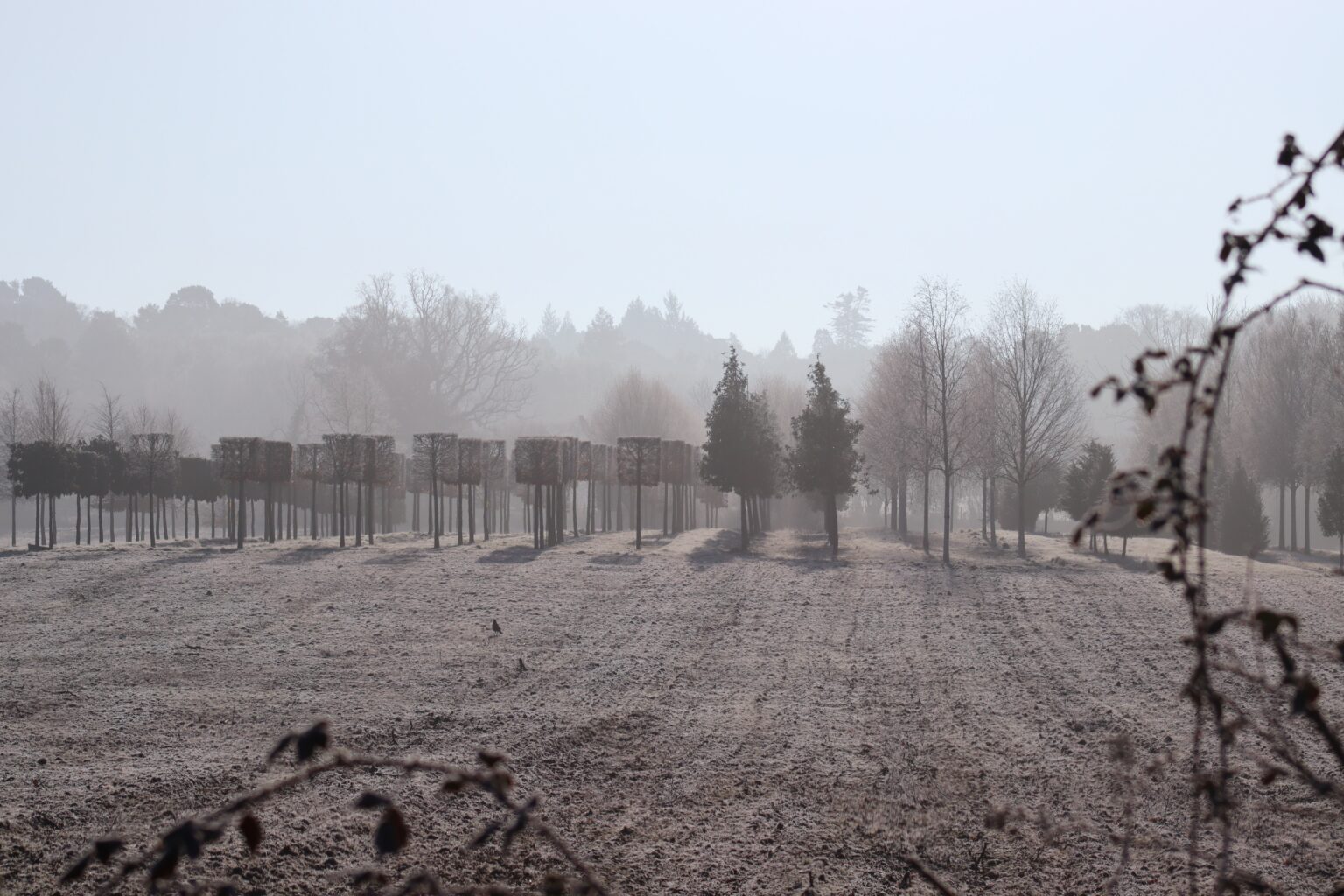 Our Tree Nurseries - Hillier Trees