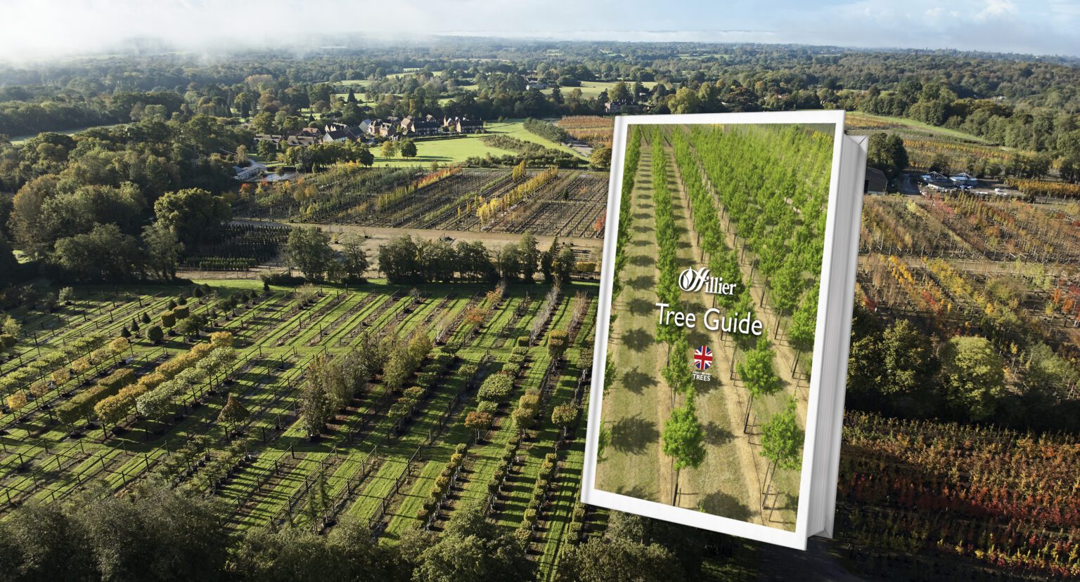 Useful Tree Guides for your Project - Hillier Trees