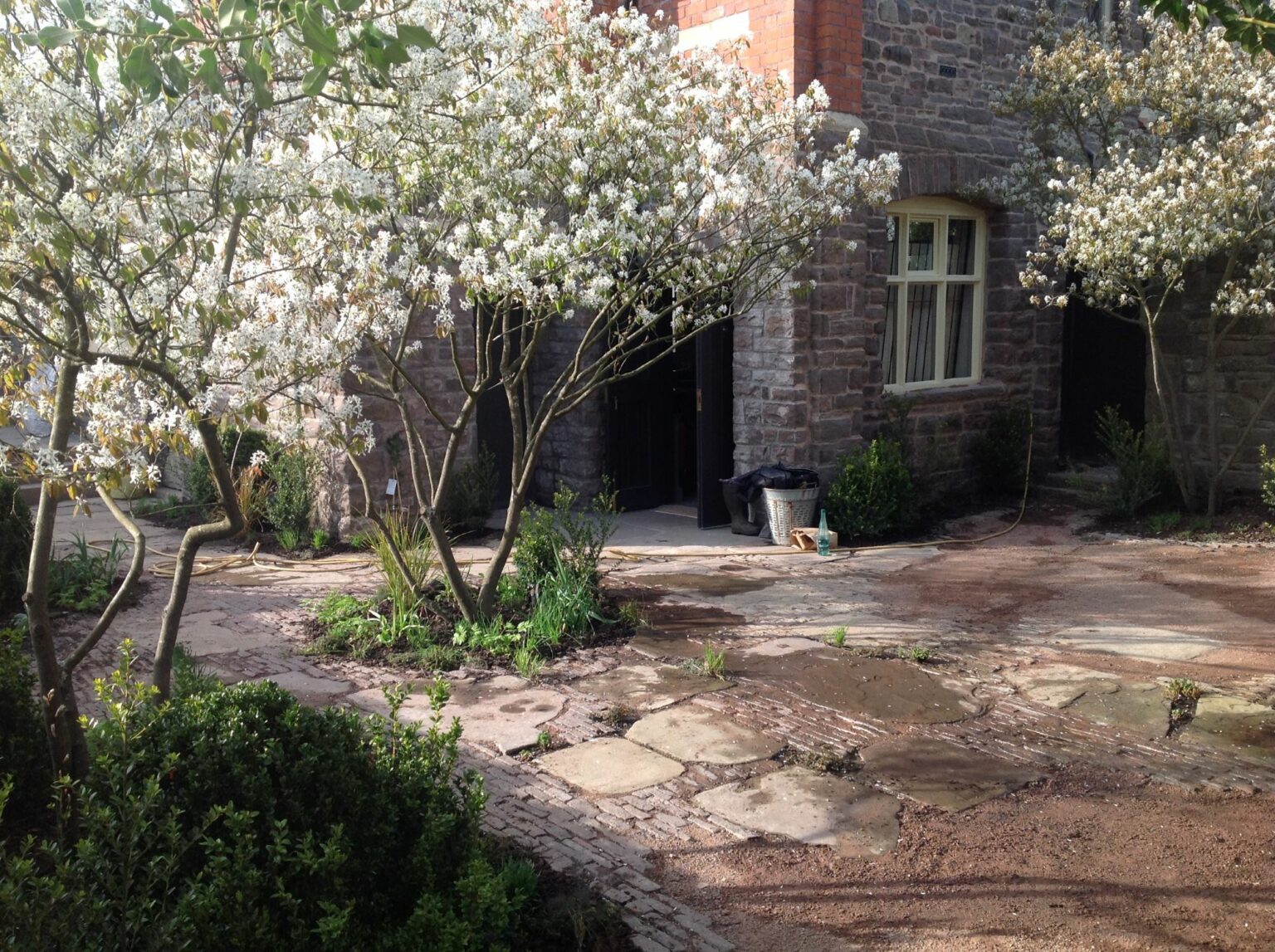 Designing With Multi-Stem Trees - Hillier Trees