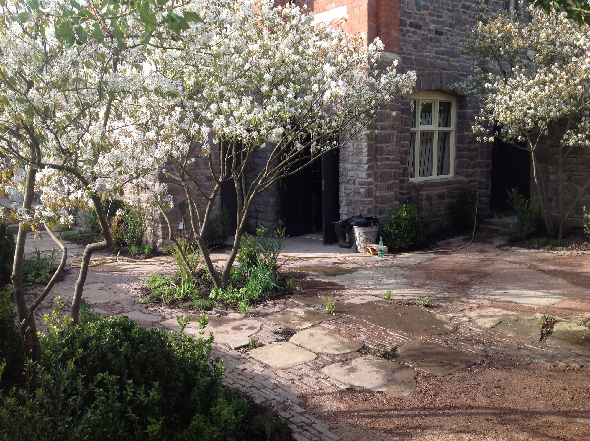 Designing With Multi-Stem Trees - Hillier Trees