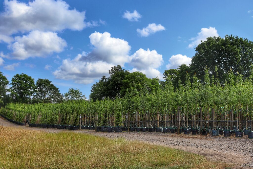 Trees for Trade, Projects & Commercial Purposes - Hillier Trees