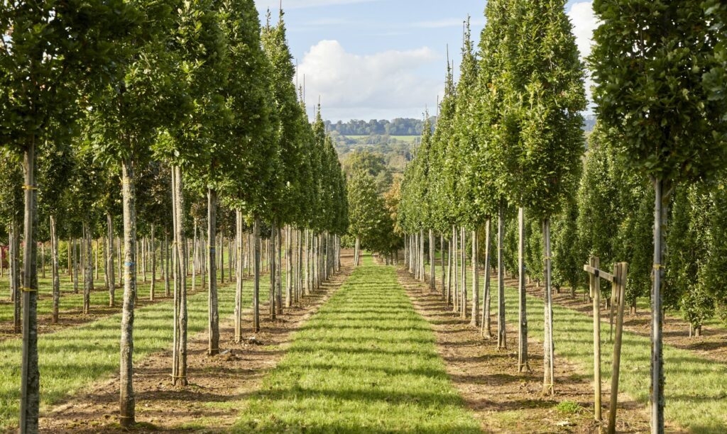 Trees Availability List - Hillier Trees