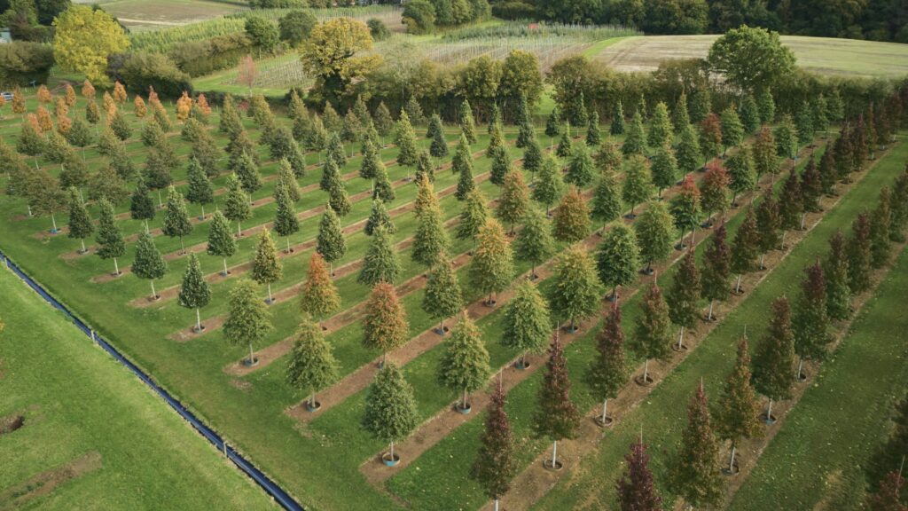 Trees for Trade, Projects & Commercial Purposes - Hillier Trees