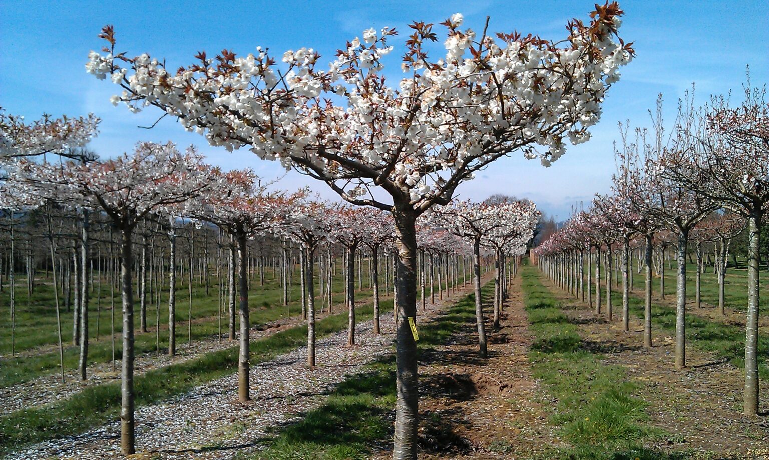 Designing with Shaped Trees - Hillier Trees