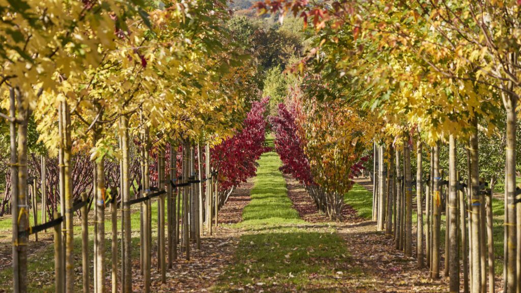 Trees for Trade, Projects & Commercial Purposes - Hillier Trees