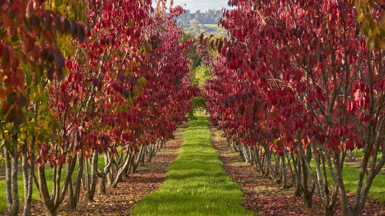 Trees for Trade, Projects & Commercial Purposes - Hillier Trees