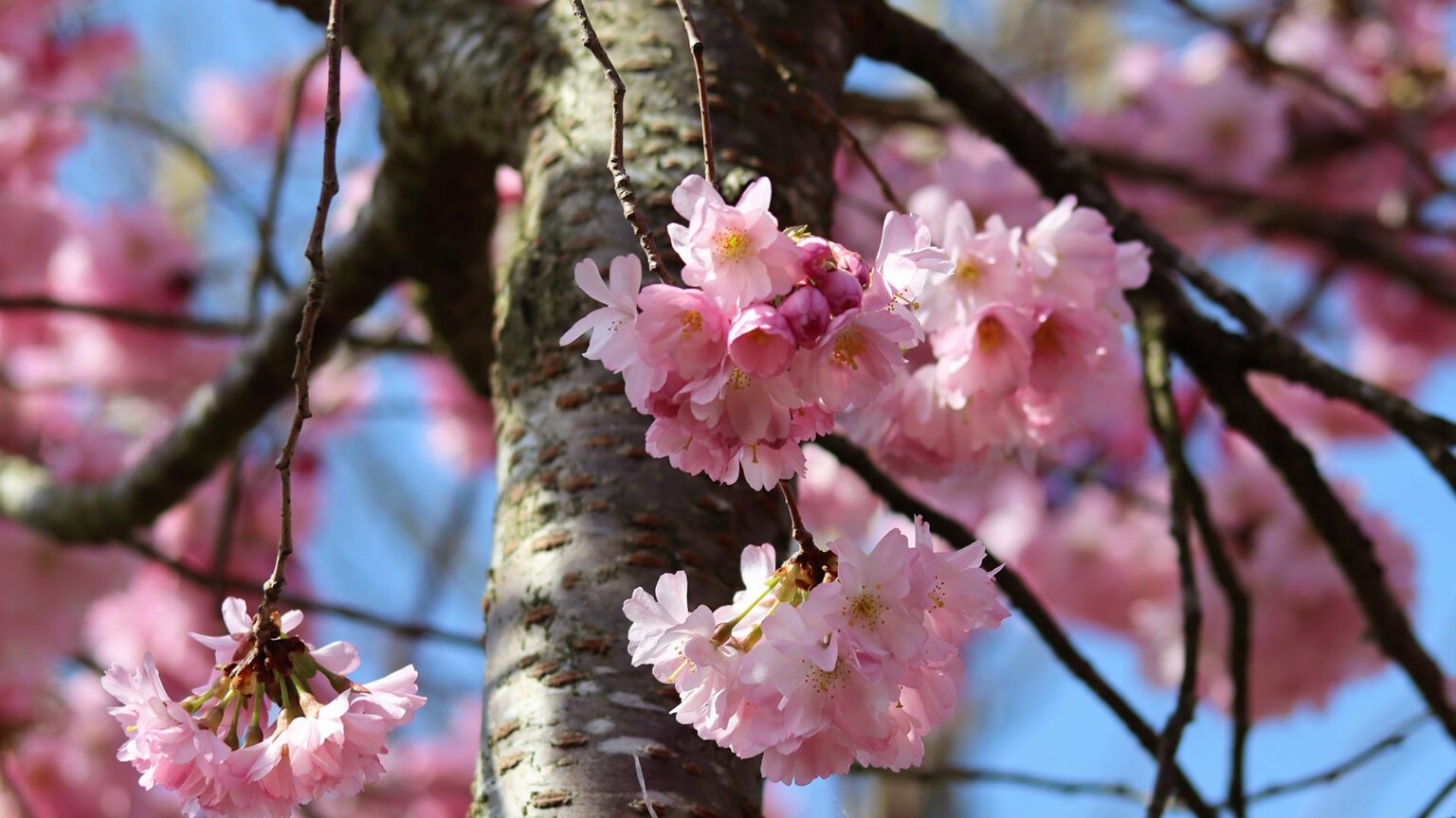 Trees for Trade, Projects & Commercial Purposes - Hillier Trees