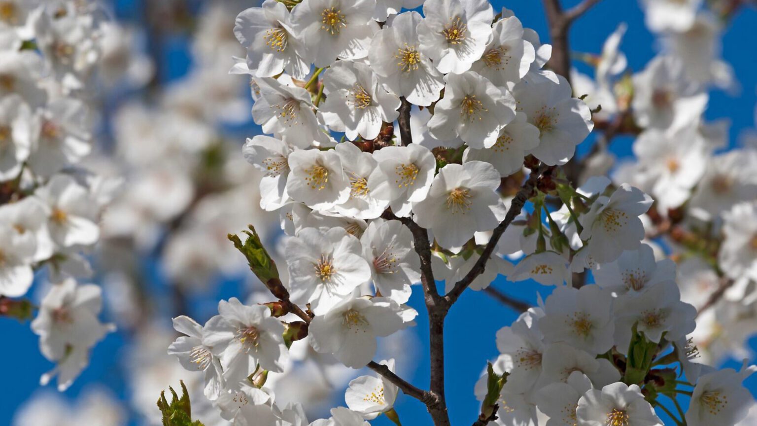 Trees for Trade, Projects & Commercial Purposes - Hillier Trees