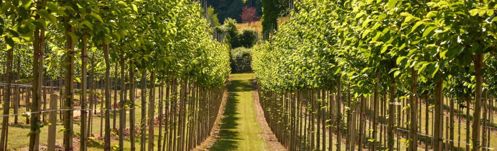 Trees for Trade, Projects & Commercial Purposes - Hillier Trees