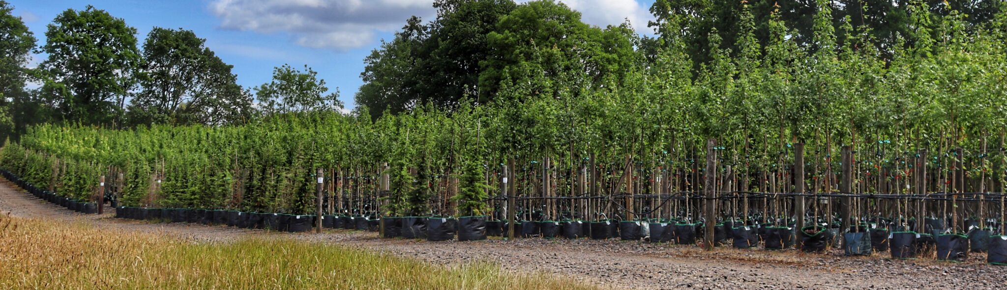 Trees for Trade, Projects & Commercial Purposes - Hillier Trees