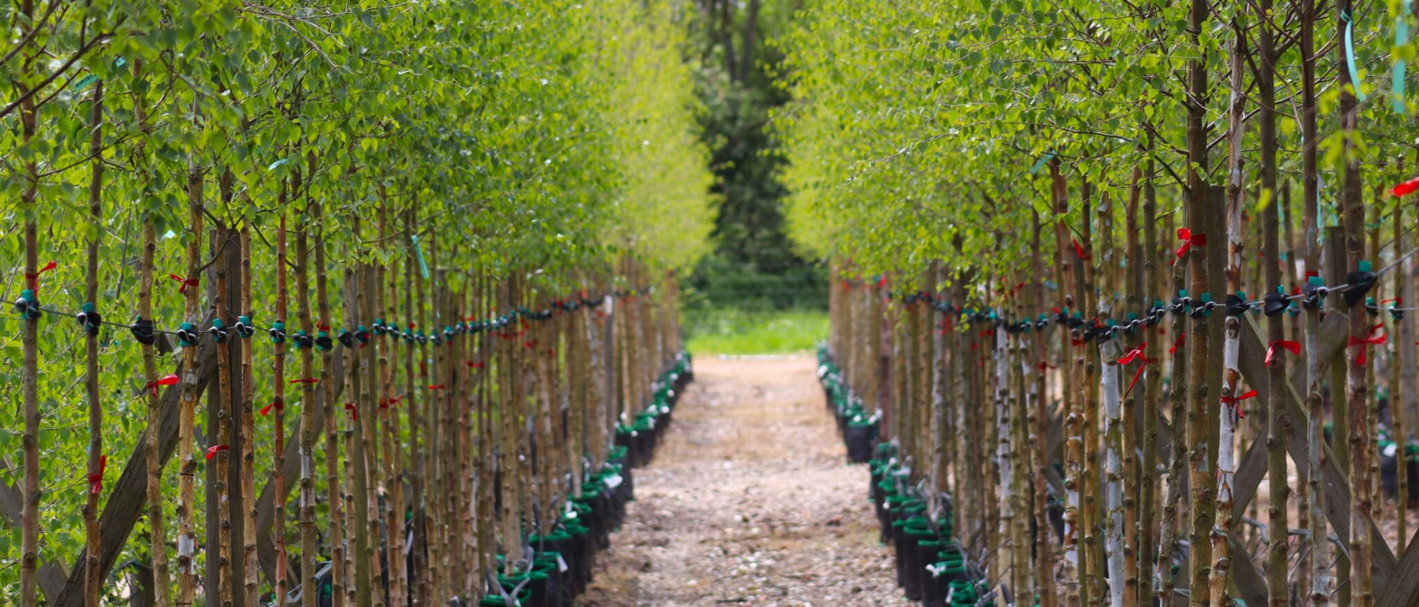 Trees for Trade, Projects & Commercial Purposes - Hillier Trees
